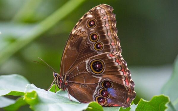 Morpho Butterfly: New National Symbol